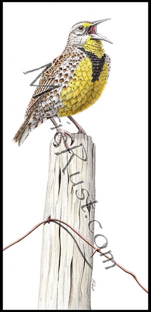 Original Artwork – Marie Rust