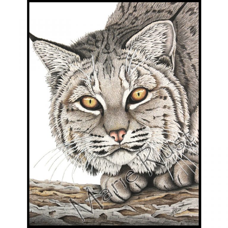 “Clearly In Dreams” (Bobcat) – Marie Rust