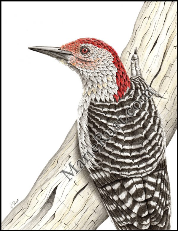 Original Artwork – Marie Rust