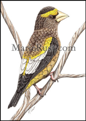 Original Artwork – Marie Rust