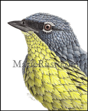 Original Artwork – Marie Rust