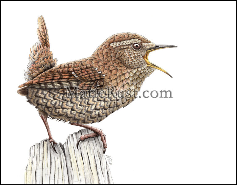 Original Artwork – Marie Rust