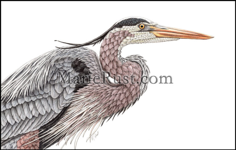 Original Artwork – Marie Rust