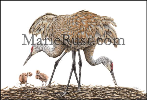 Original Artwork – Marie Rust