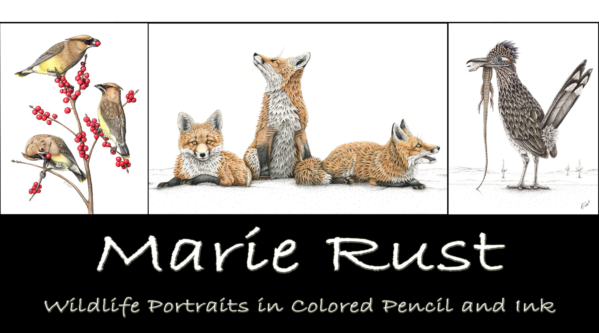 Marie Rust – Wildlife Portraits in Ink and Colored Pencil