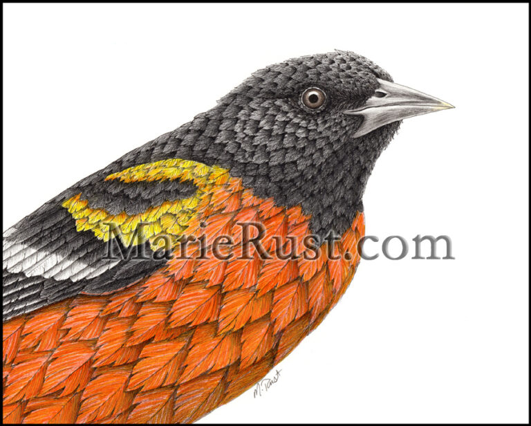 Original Artwork – Marie Rust