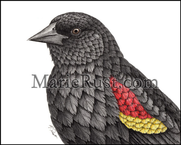 Original Artwork – Marie Rust