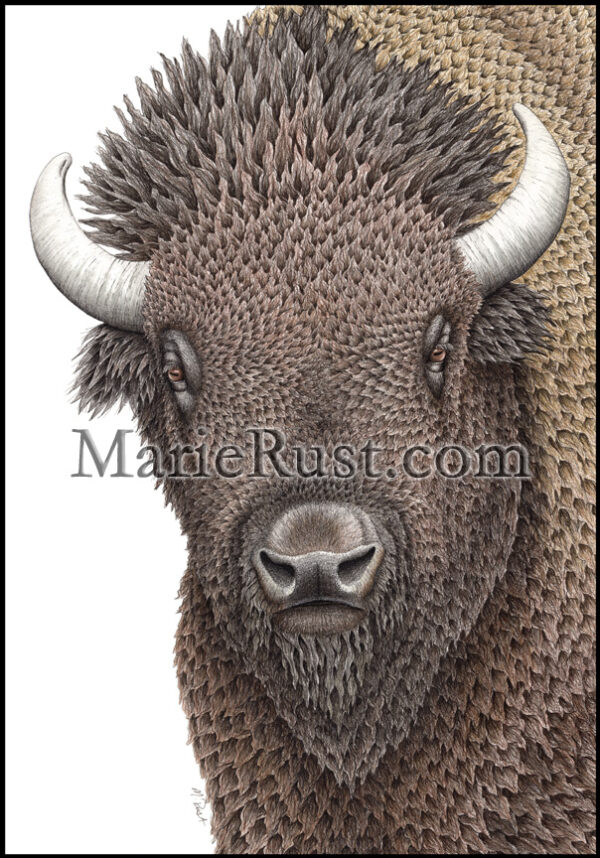 Original Artwork – Marie Rust