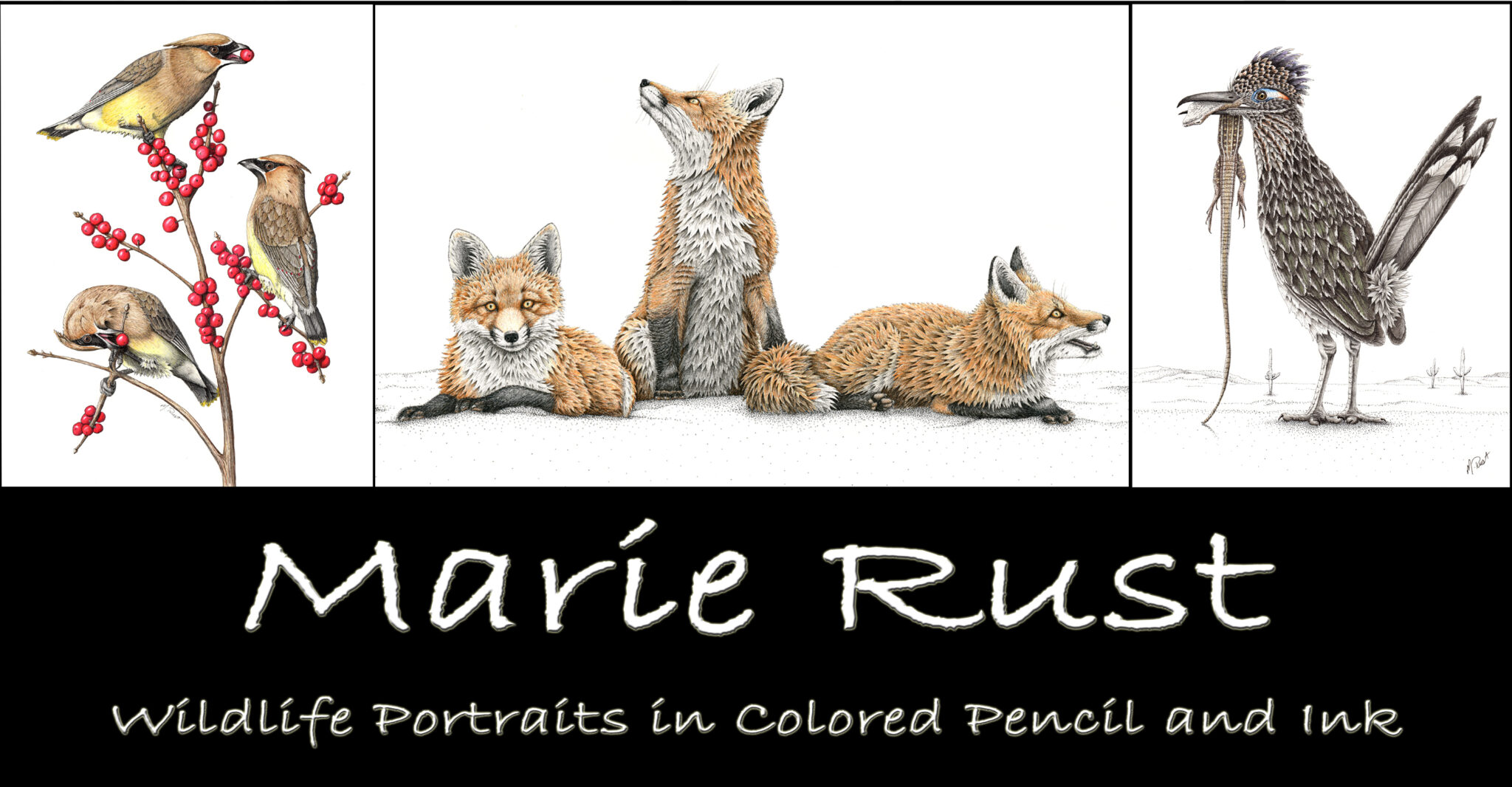 Marie Rust – Wildlife Portraits in Ink and Colored Pencil