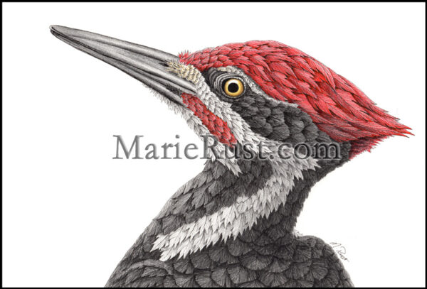Original Artwork – Marie Rust