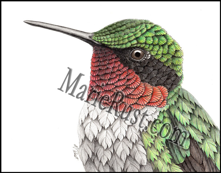Original Artwork – Marie Rust